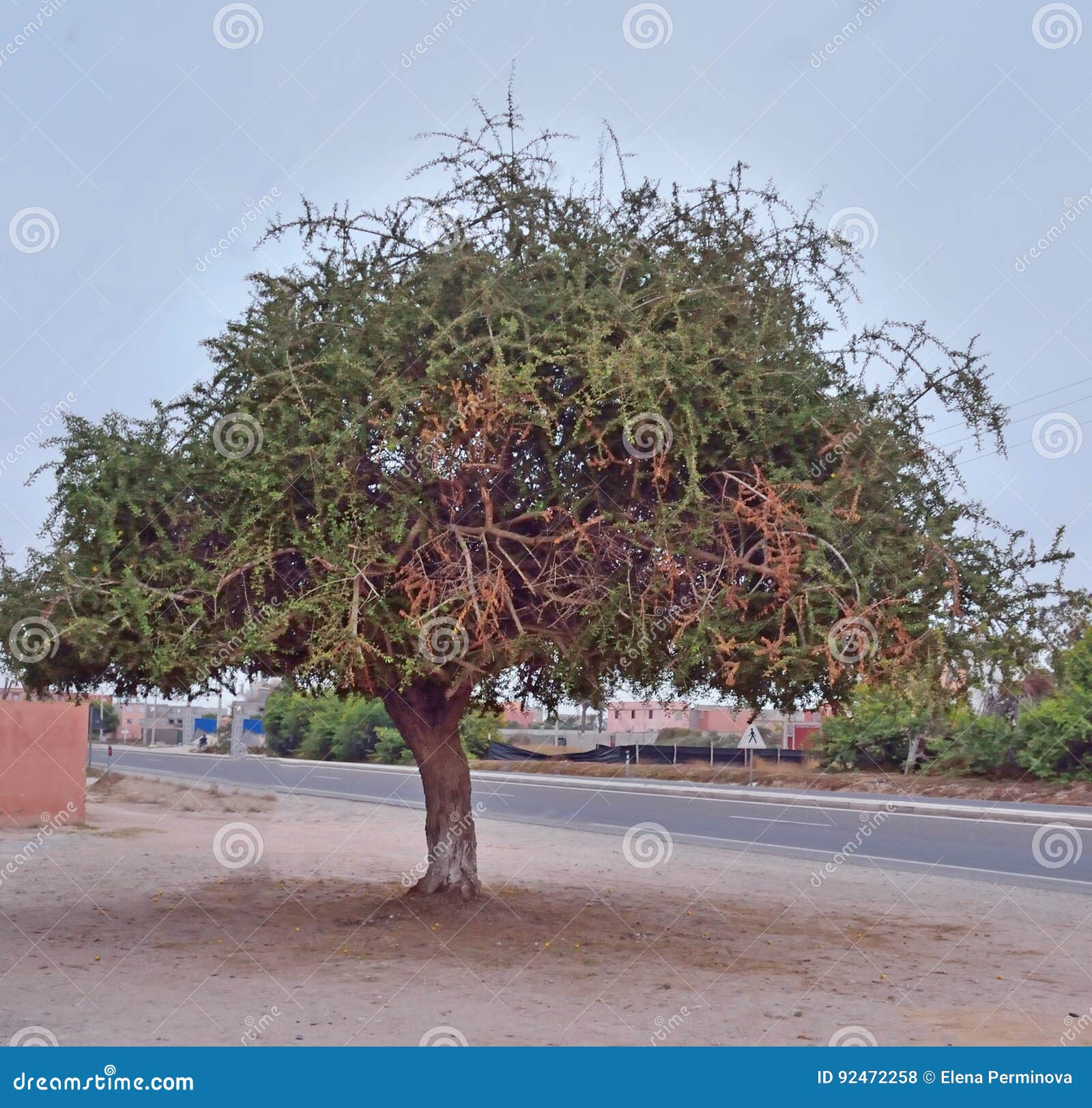 Argan tree in Morocco stock photo. Image of cooking, priming - 92472258