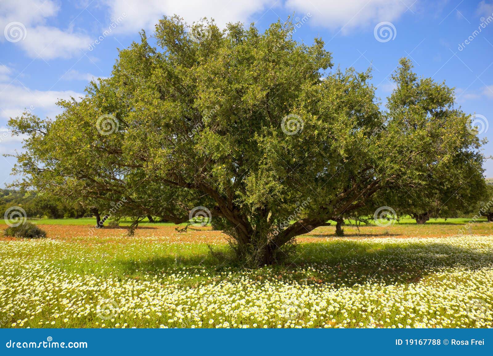 Argan Tree with Nuts on Branches Stock Photo - Image of green, health ...