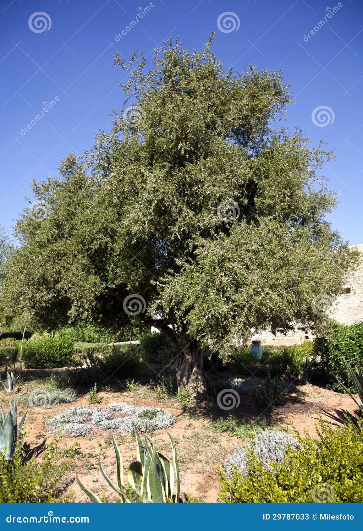 Argan trees in Morocco stock image. Image of tree, plants - 29787033