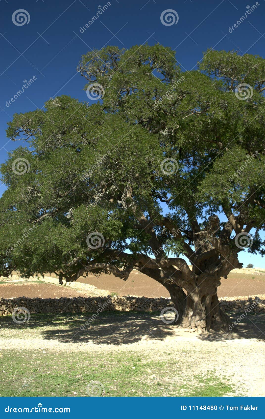 Argan trees on sand stock photo. Image of spinosa, grass - 11148480