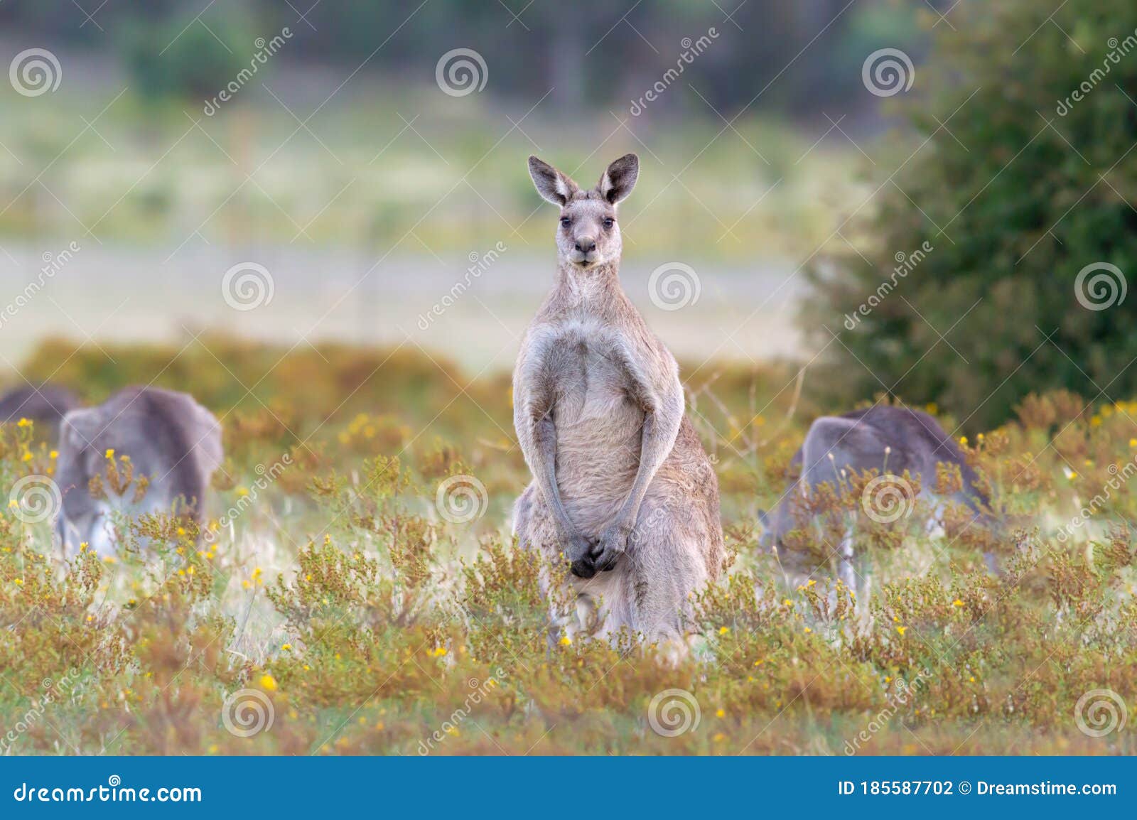 Kangaroo Standing Up
