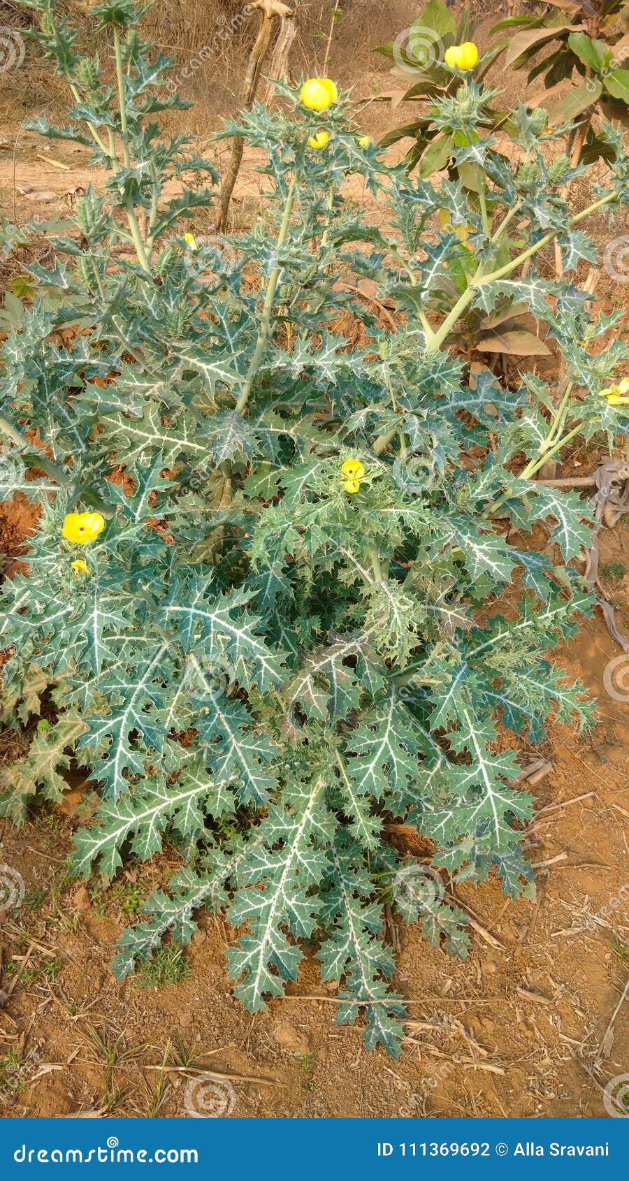 Argemon Mexicana Oder Mexikanische Mohnblume Stockfoto - Bild von bild ...