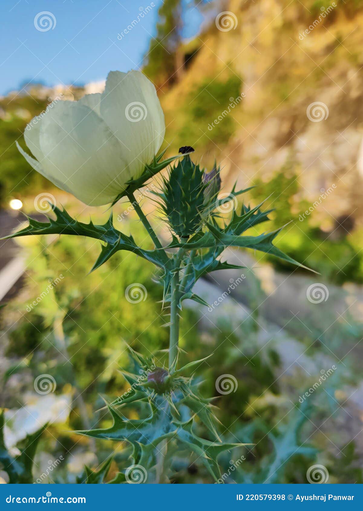 Argemone Polyanthemos, Crested Prickly Poppy Stock Photo - Image of ...