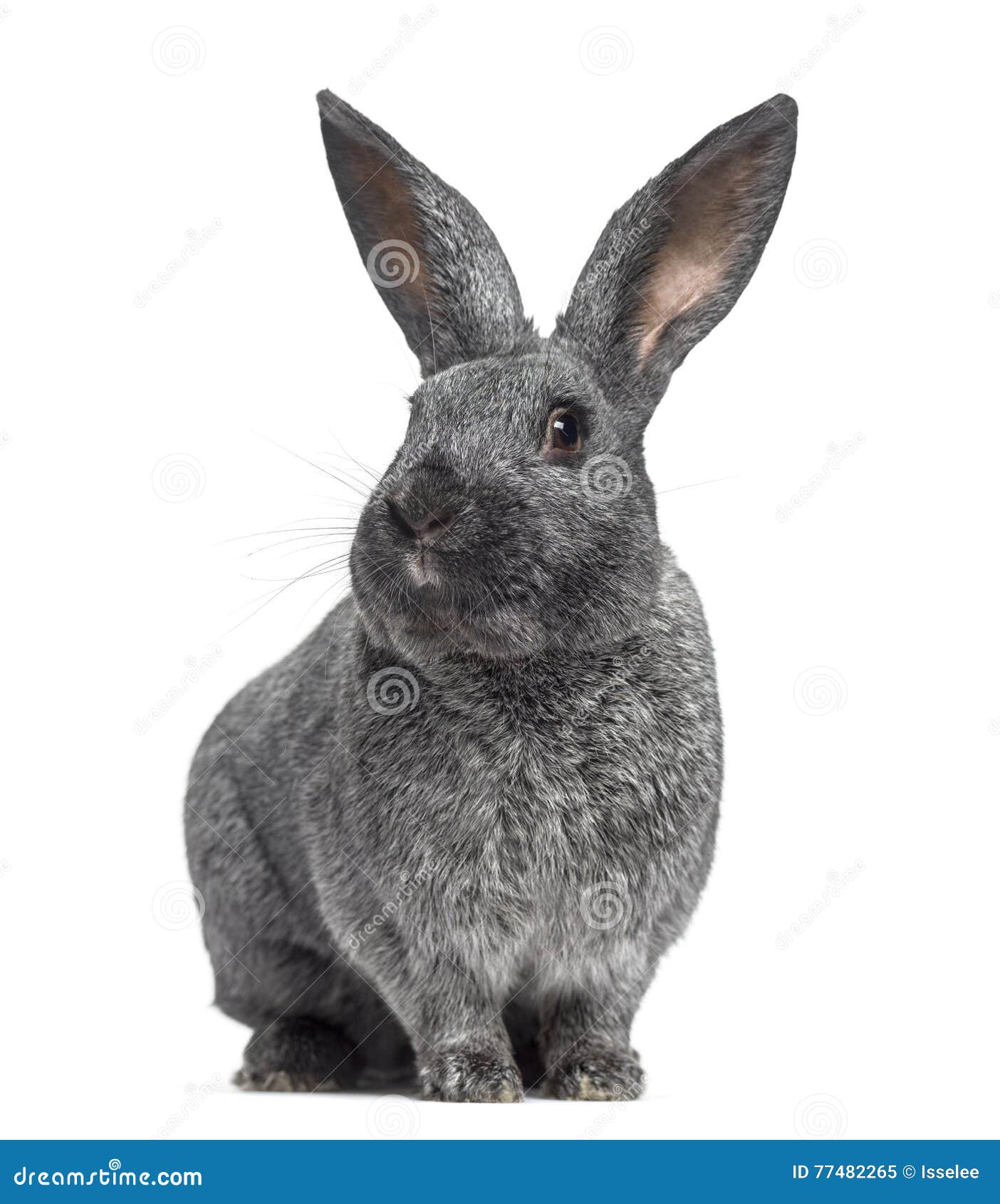 Argente rabbit facing stock image. Image of studio, camera - 77482265
