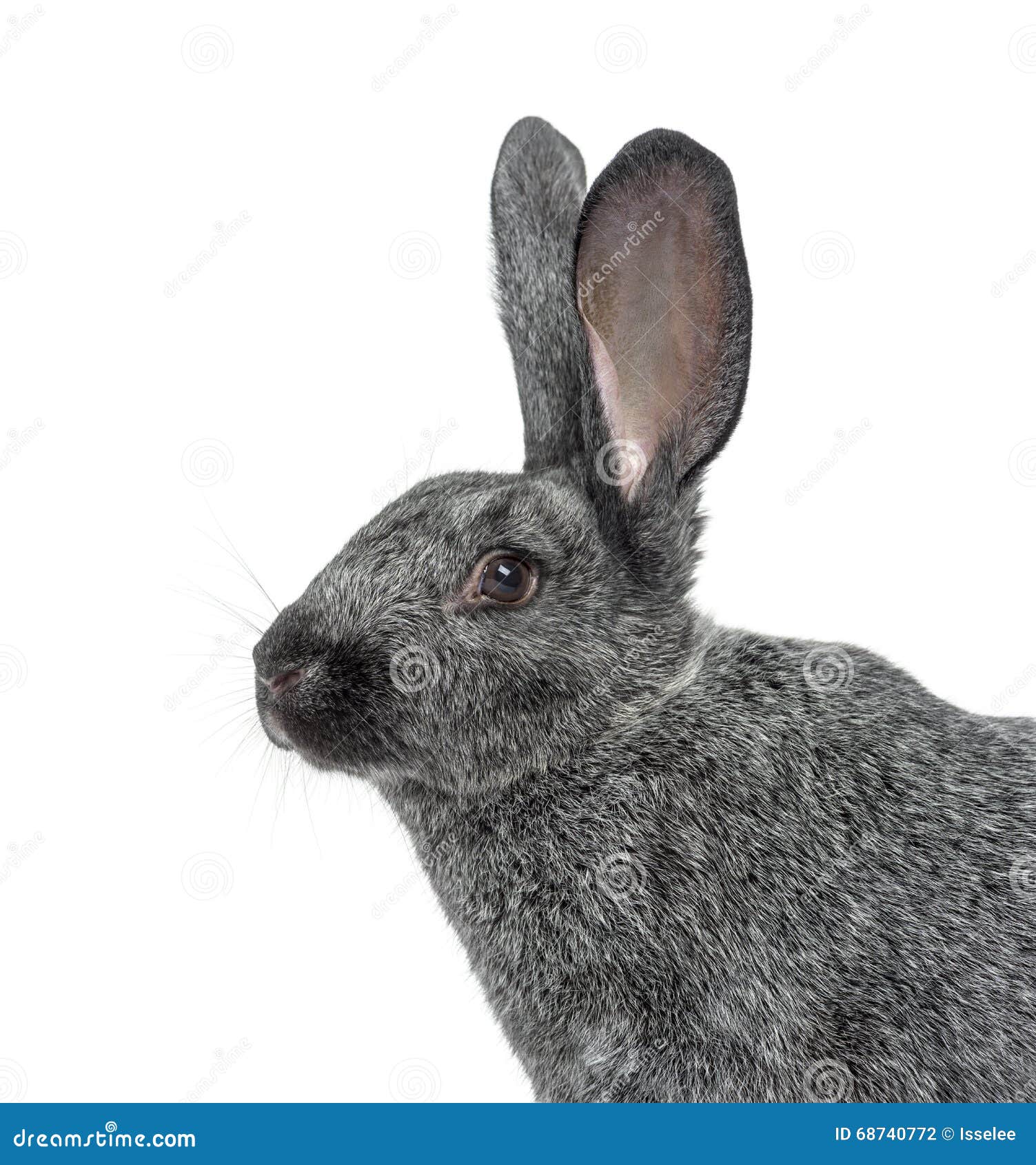 Argente Rabbit Isolated on White Stock Photo - Image of animal, studio ...
