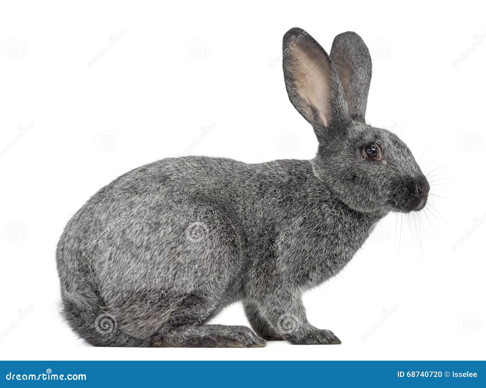 Argente Rabbit Isolated on White Stock Photo - Image of argente, studio ...