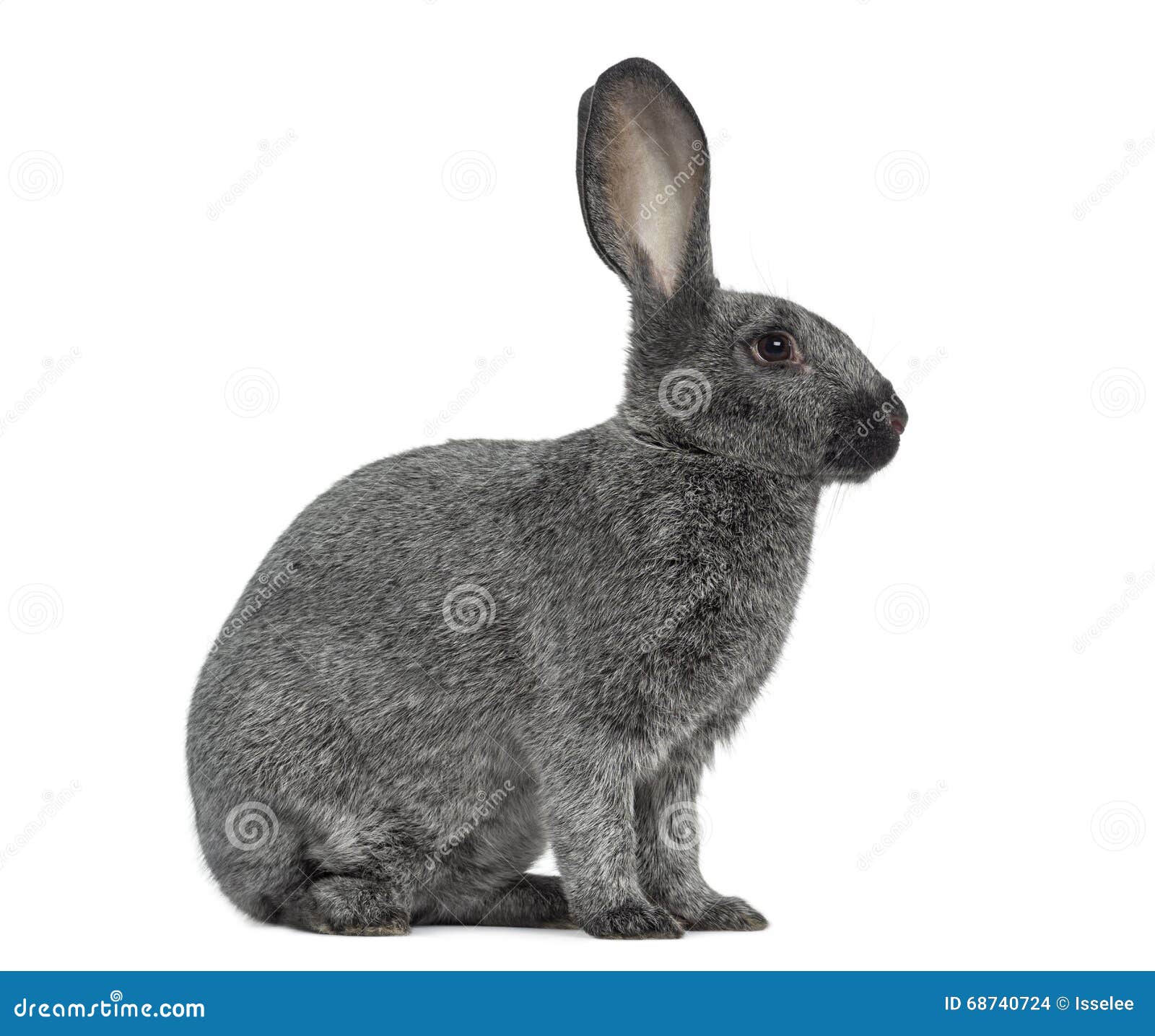 Argente Rabbit Isolated on White Stock Photo - Image of sitting, animal ...