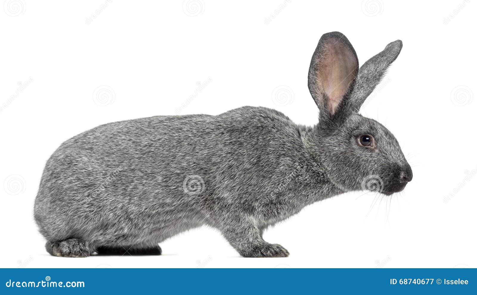Argente Rabbit Isolated on White Stock Image - Image of white, people ...