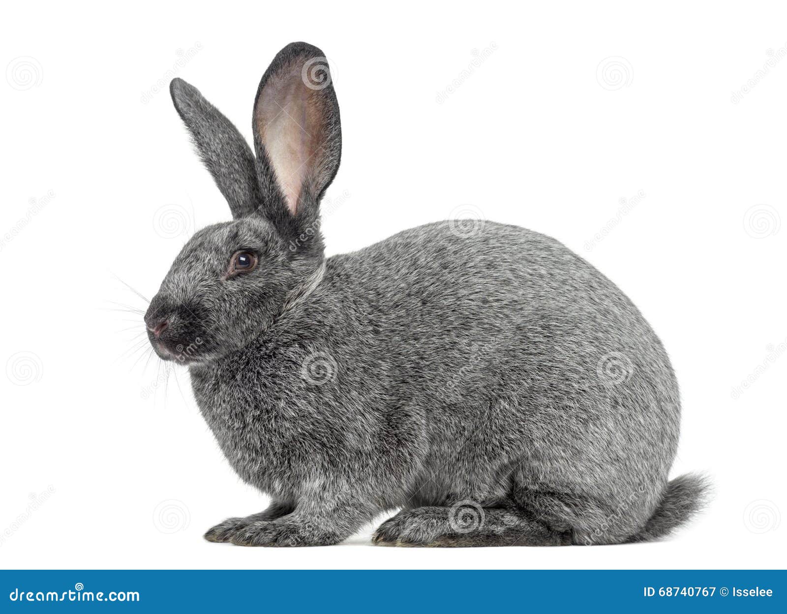 Argente Rabbit Isolated on White Stock Image - Image of vertebrate ...