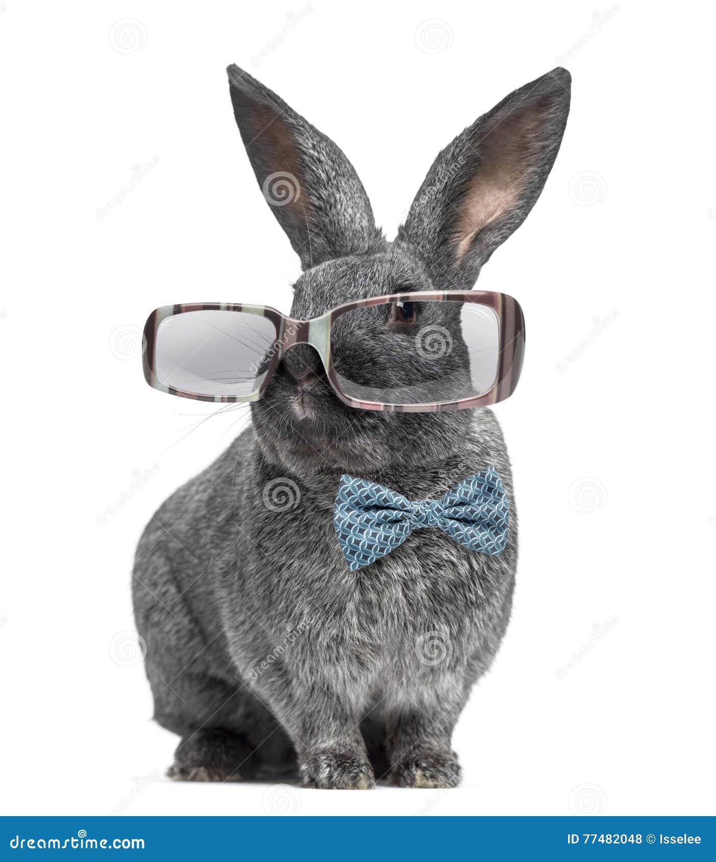 Argente Rabbit Wearing Glasses and Bow Tie Isolated on White Stock ...