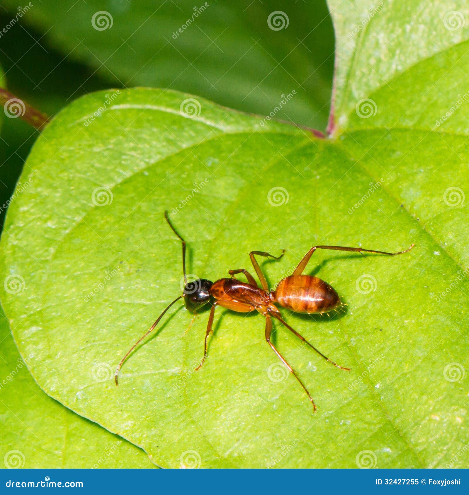 Argentijnse Mier (humile Linepithema) Stock Afbeelding - Image of ...