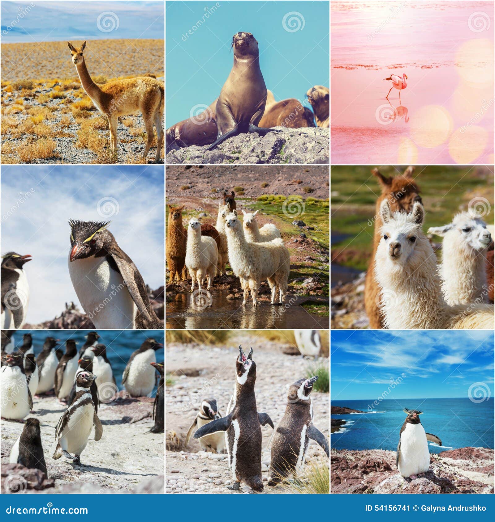 Argentina animals stock image. Image of lake, park, andes - 54156741