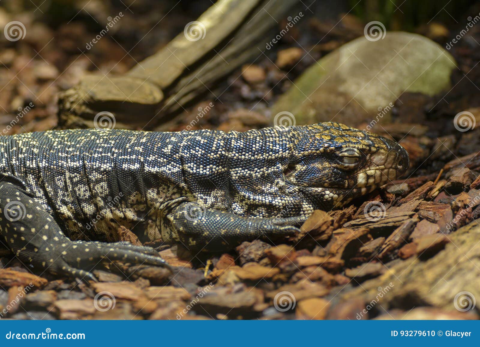 Argentine Black and White Tegu Stock Photo - Image of black, creepy ...