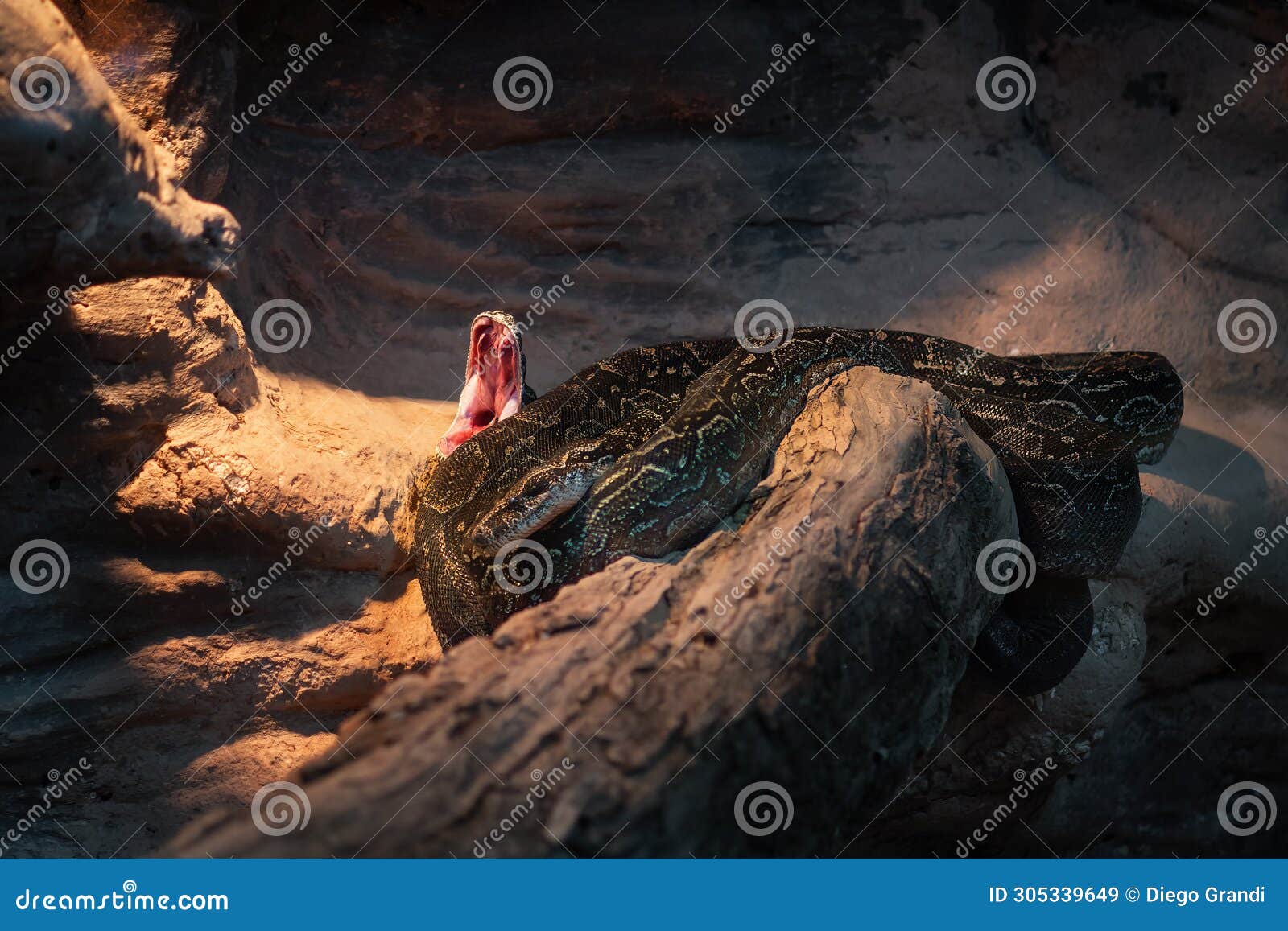 Argentine Boa snake stock image. Image of snake, boid - 305339649