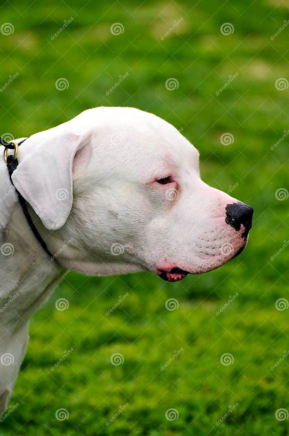 Argentine Dogo stock photo. Image of beautiful, intelligent - 5615160