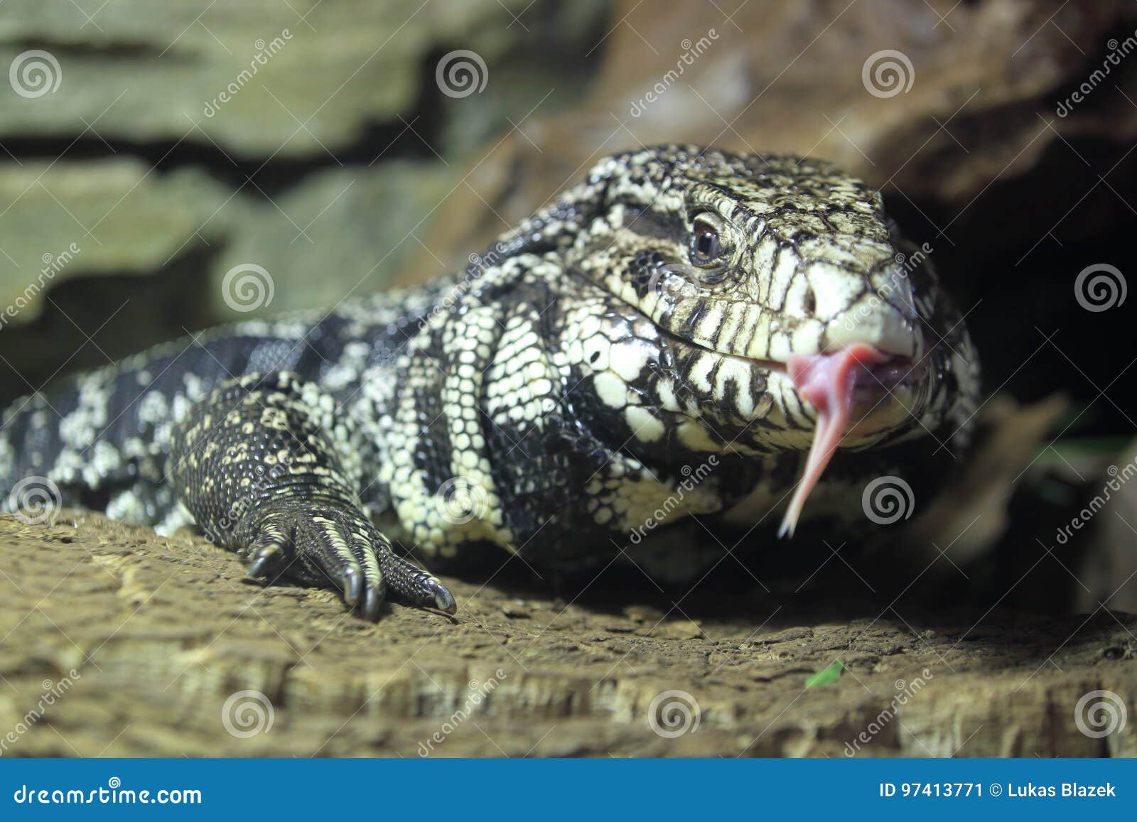 Argentine giant tegu stock image. Image of omnivorous - 97413771
