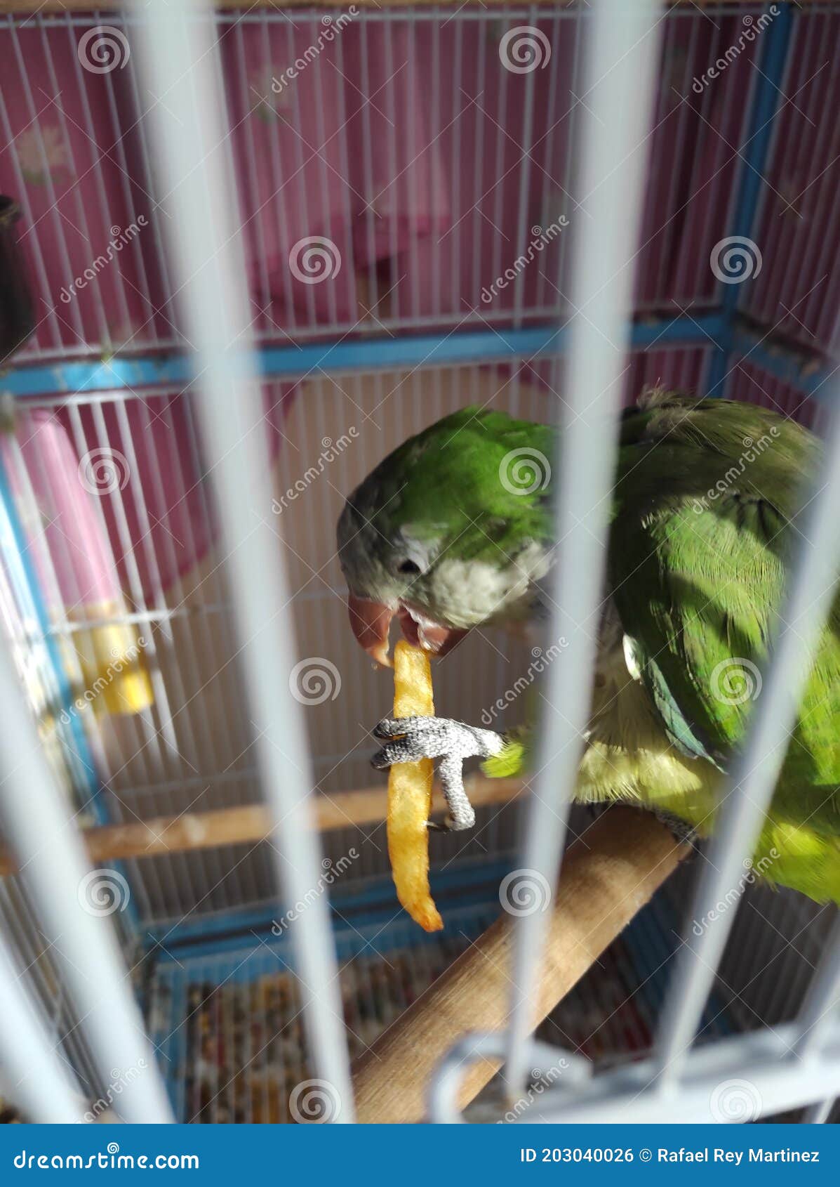 Parrot eating potato stock photo. Image of argentine - 203040026