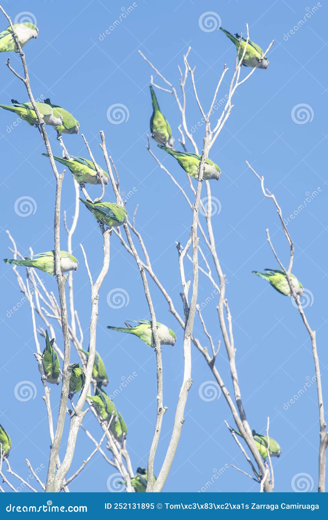 Argentine Parrots Perched on a Tree Stock Image - Image of nature ...