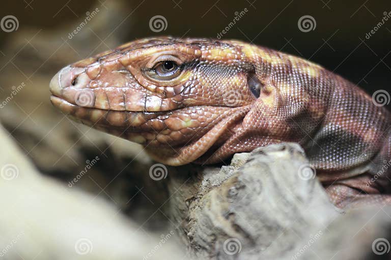 Argentine red tegu stock image. Image of anima, rufescens - 27747265