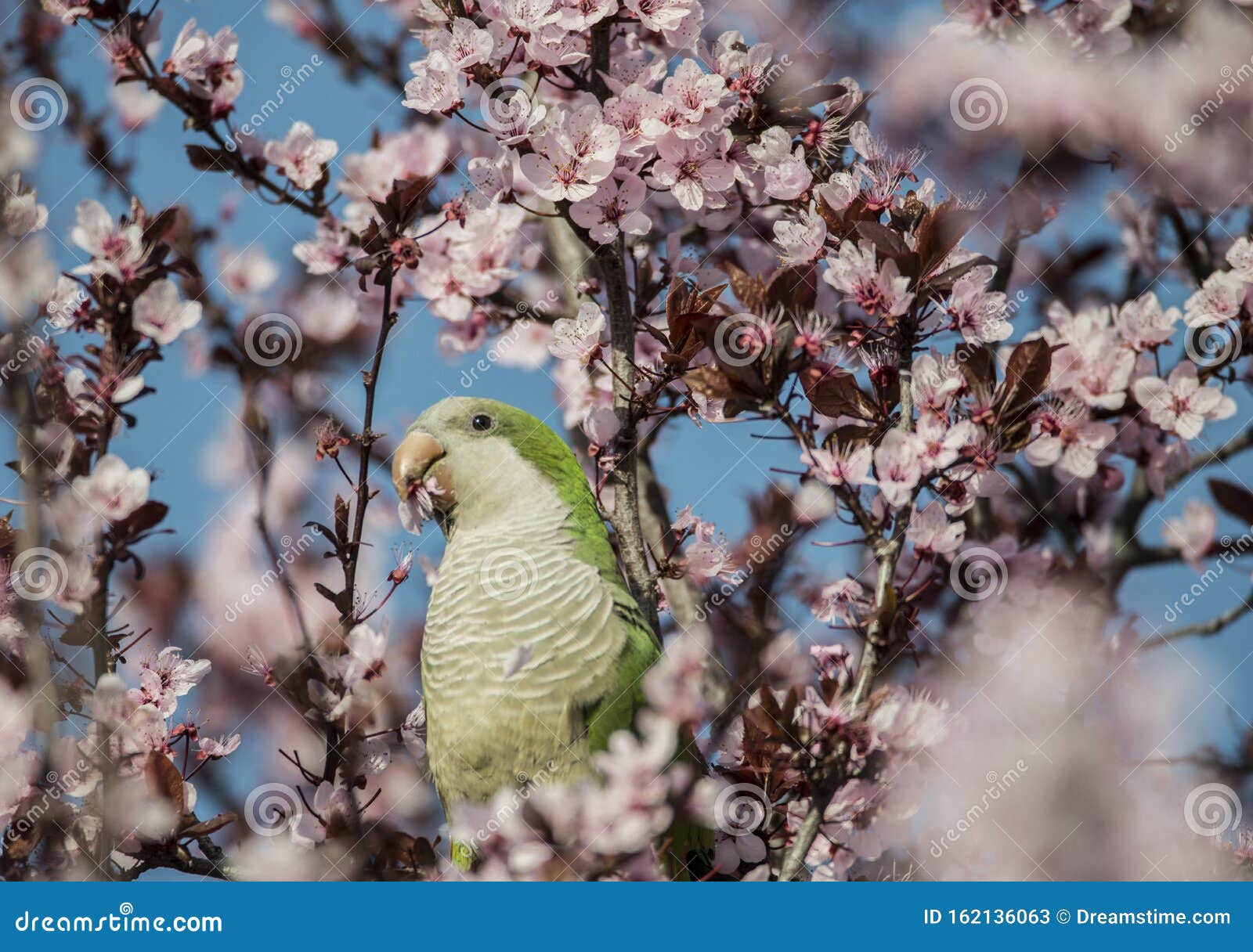 An Argentinian Parrot on a Cherry Bossom Branch Stock Image - Image of ...