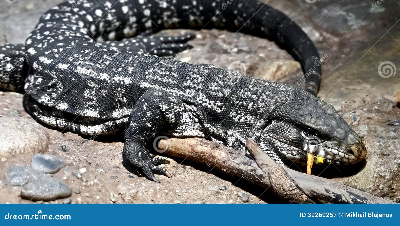 Argentinisches Schwarzweiss-teju Stockbild - Bild von geschöpf, greifer ...