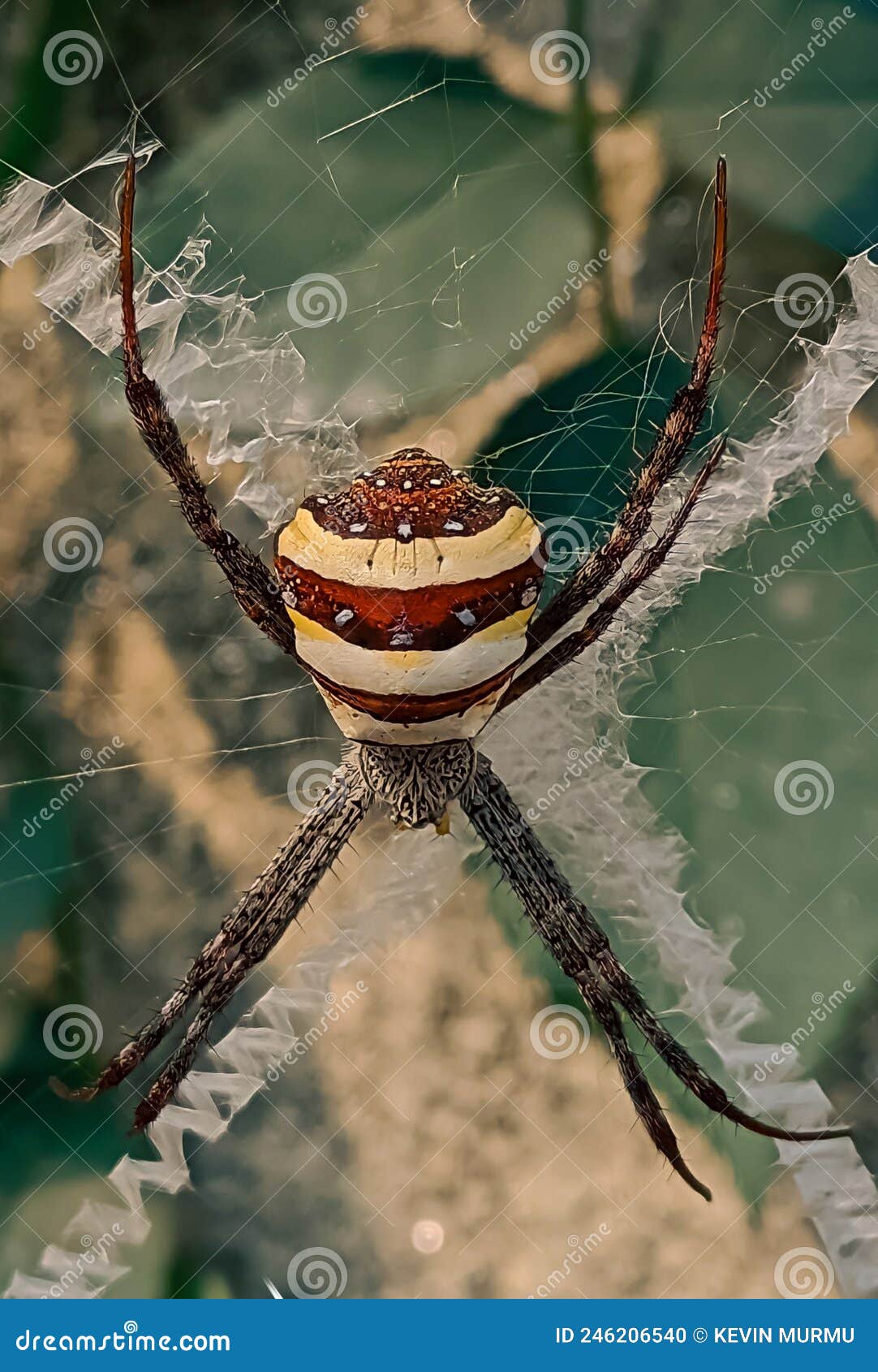 Anasuja Spider Insect Spider Stock Photos - Free & Royalty-Free Stock ...