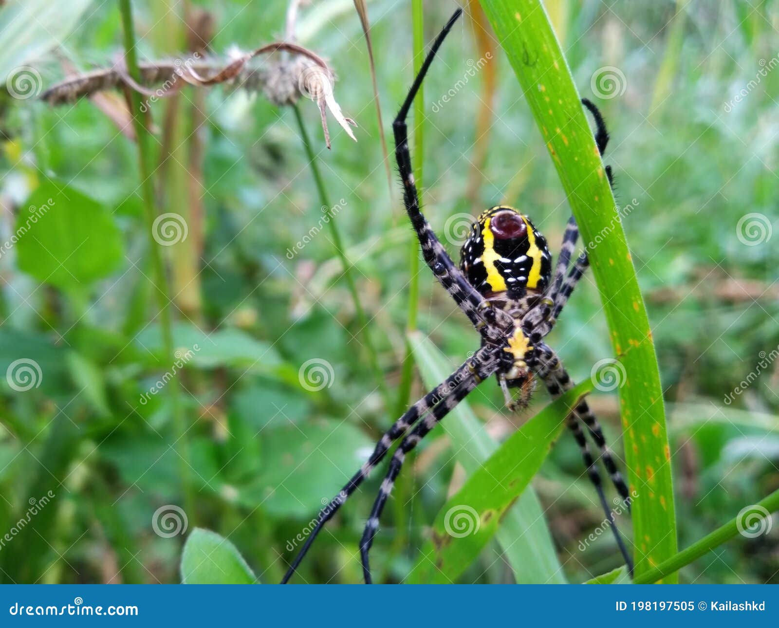 Argiope Appensa Spider Close Up Photo Stock Image - Image of ...