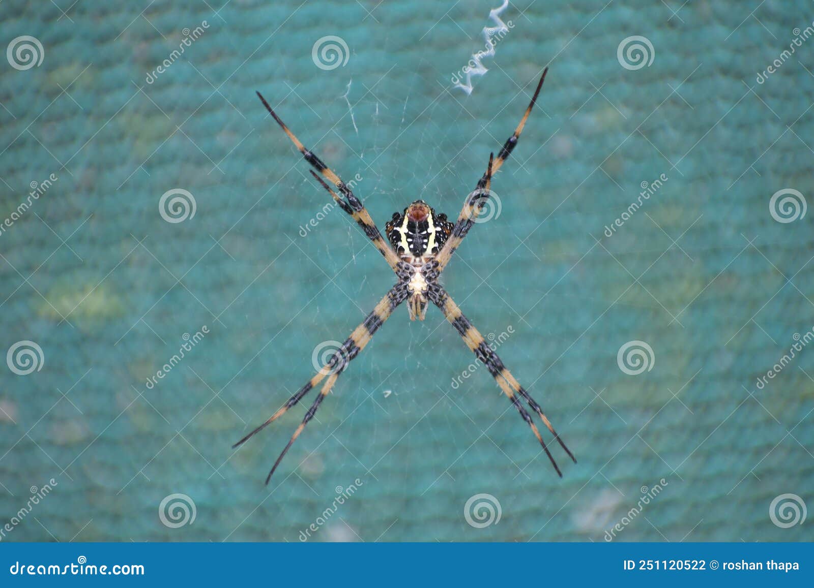 Argiope appensaSpider stock photo. Image of garden, appensa - 251120522