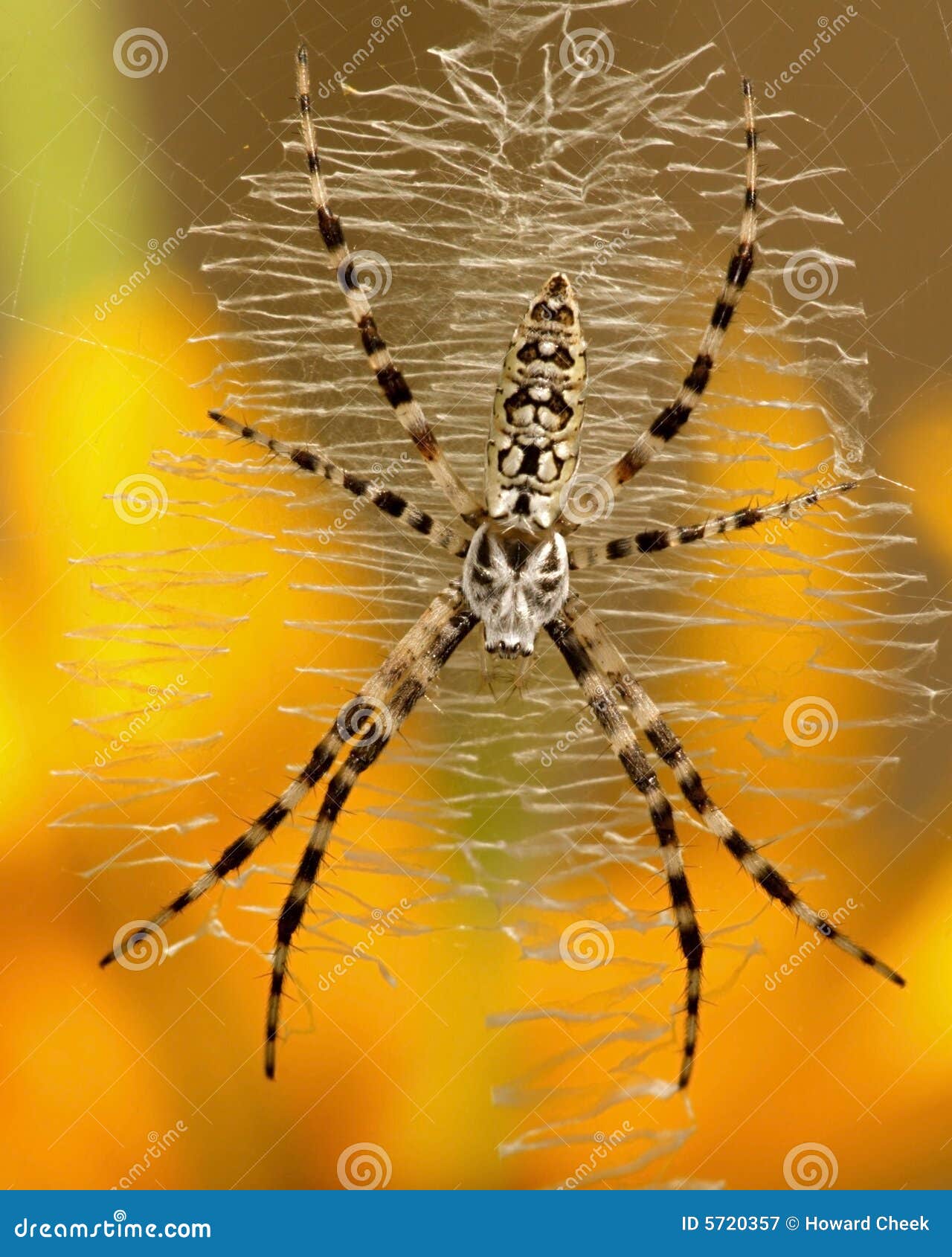 Argiope aurantia stock image. Image of golden, aurantia - 5720357