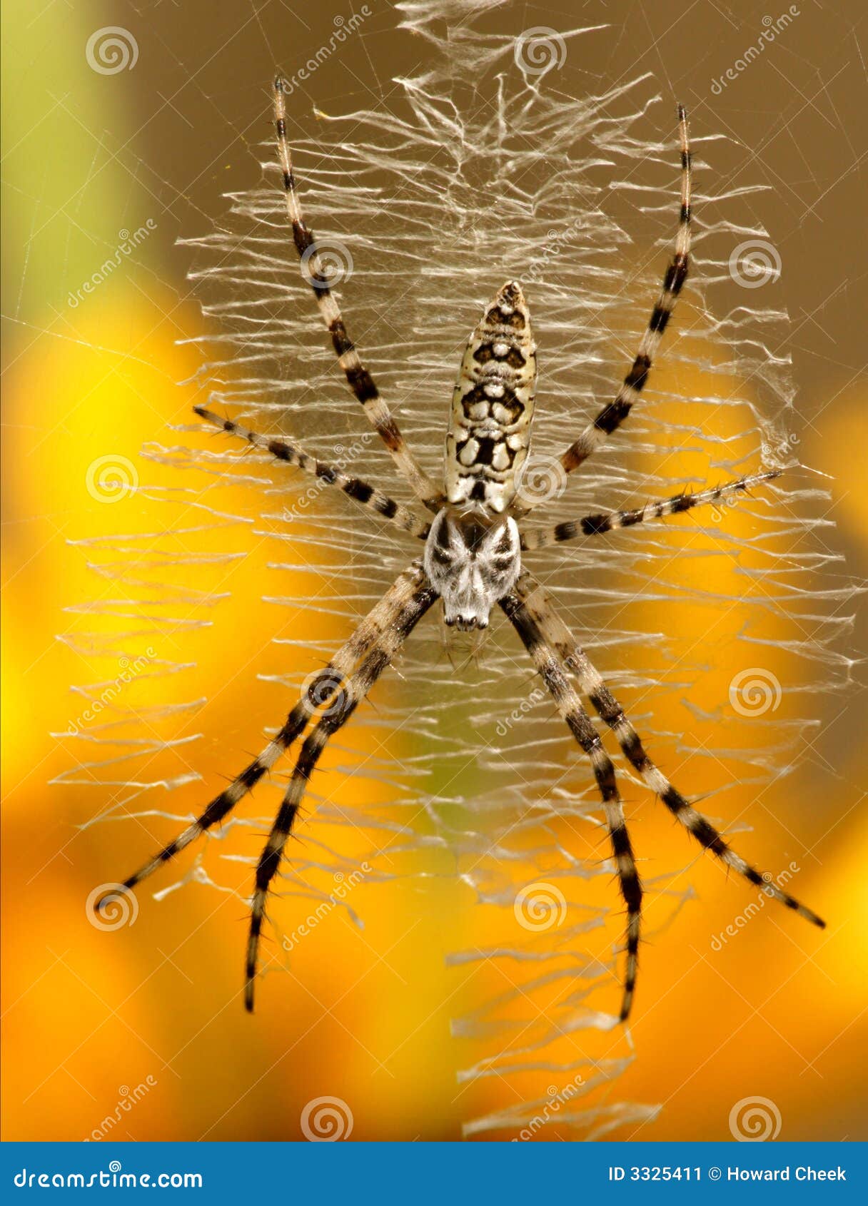 Argiope aurantia (female) stock image. Image of spiders - 3325411