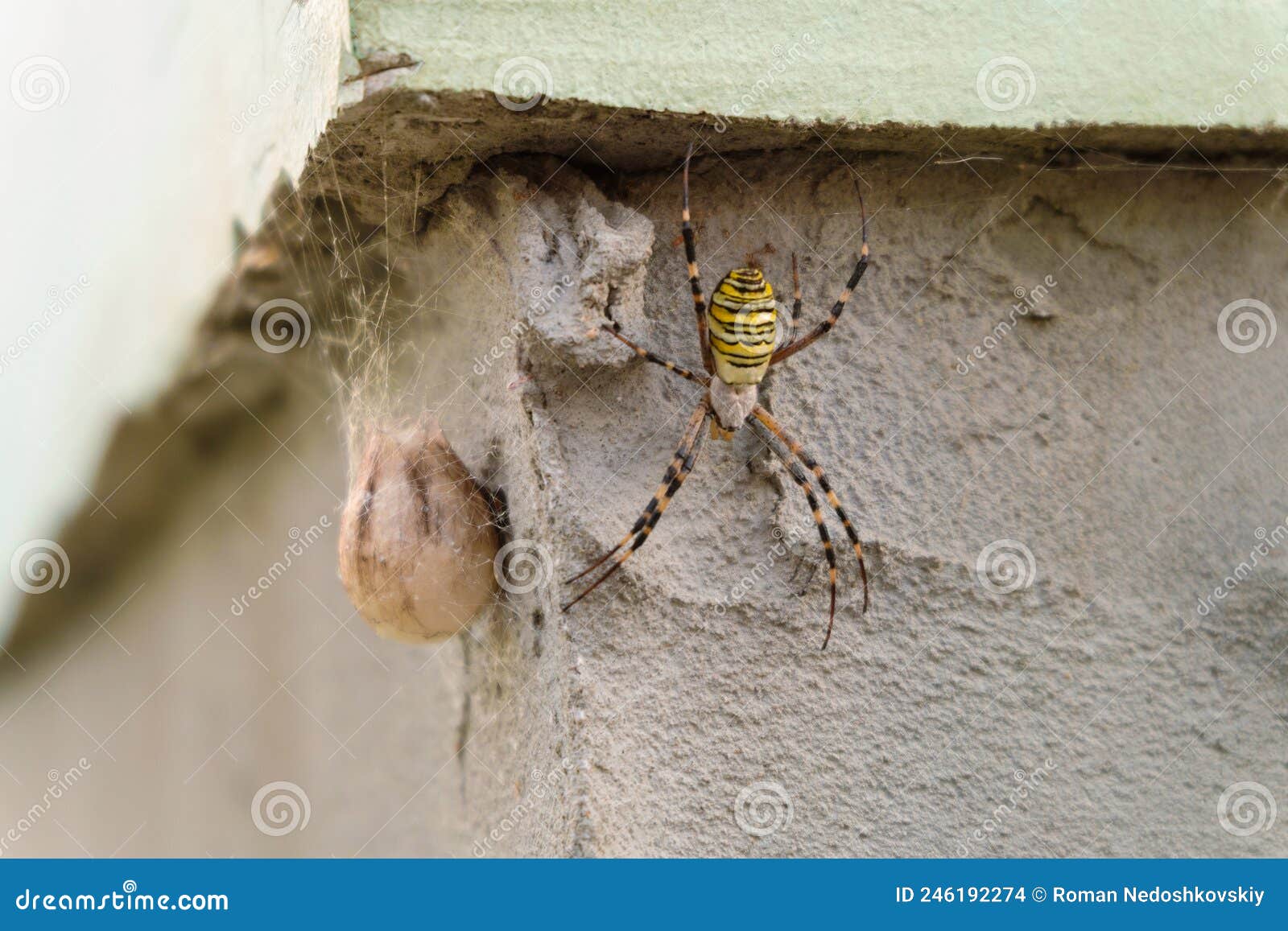 Argiope Bruennichi Spider and Spider Cocoon with Offspring Stock Photo ...