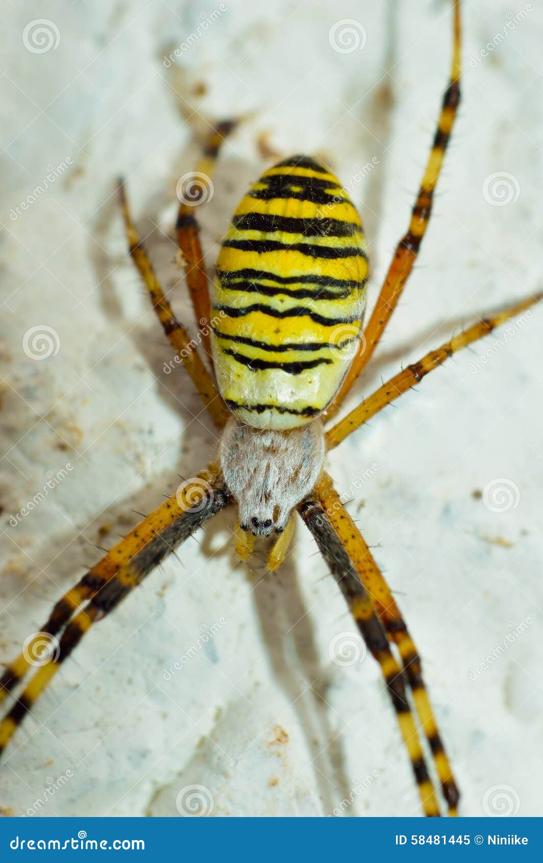 Argiope Bruennichi at the White Wall Stock Image - Image of ...