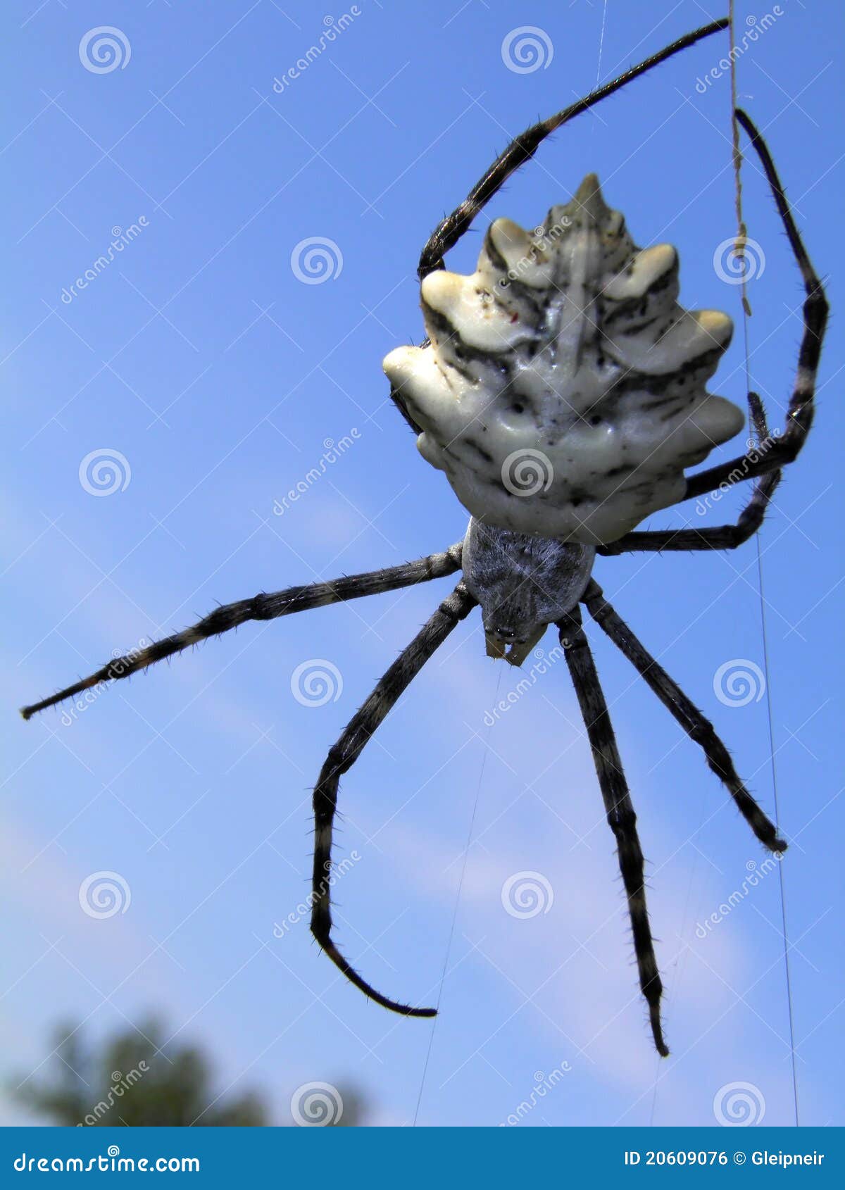 Argiope Lobata Spider Against the Sky Stock Photo - Image of lobata ...
