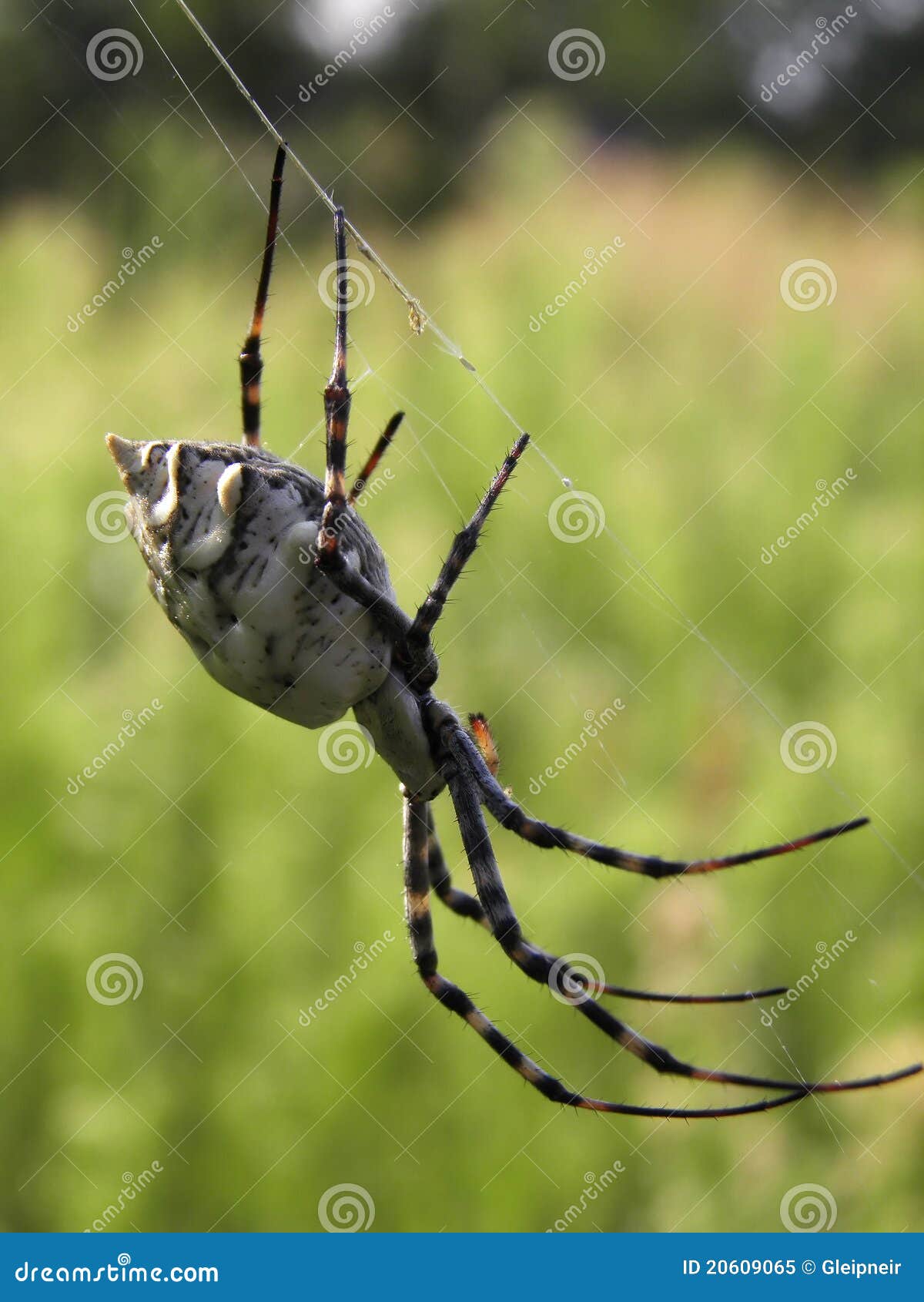 Argiope Lobata Spider from Side View Stock Image - Image of macro ...