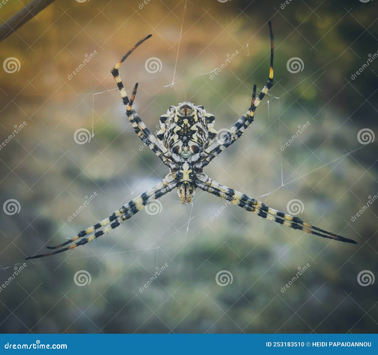 Argiope Lobata Spider on Web Stock Photo - Image of lobata, leaf: 253183510