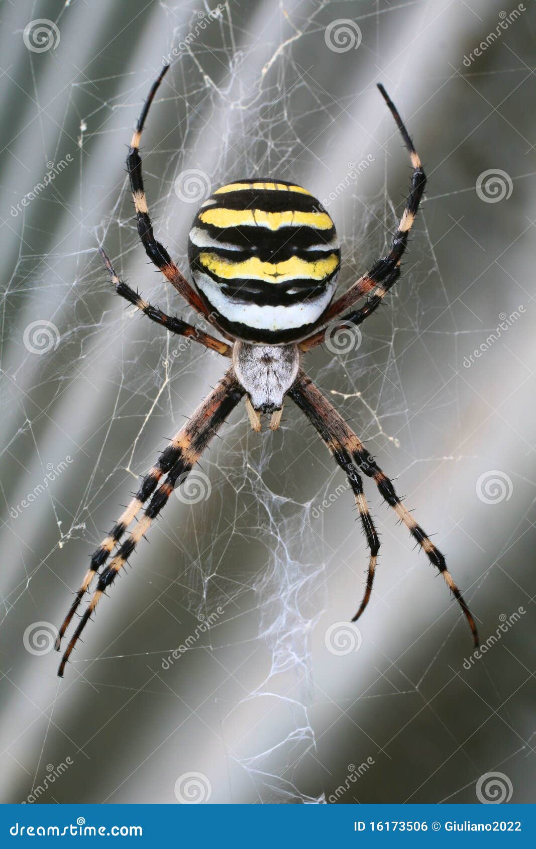 Argiope spider stock photo. Image of spider, araneidae - 16173506