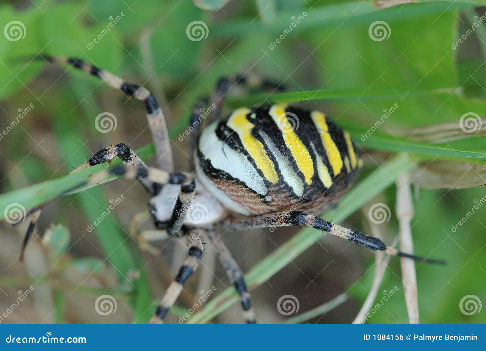 Argiope Spider 2 stock photo. Image of argiope, blaxk - 1084156