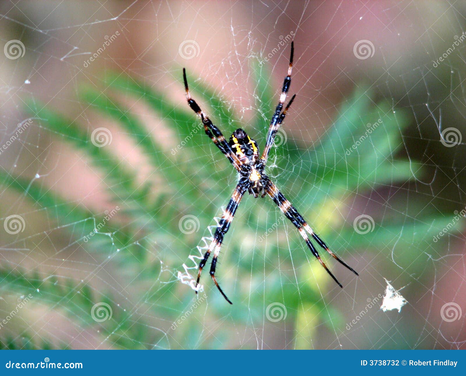 Argiope Spider stock photo. Image of yellow, spider, black - 3738732