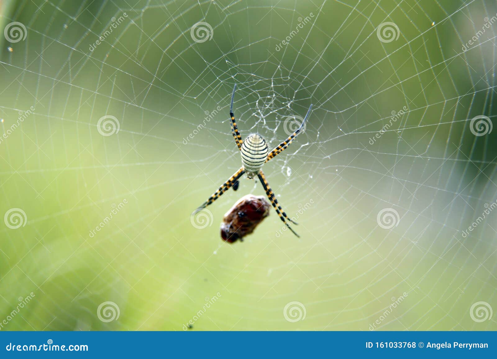 Spider With Cocoon Stock Photography | CartoonDealer.com #57775448