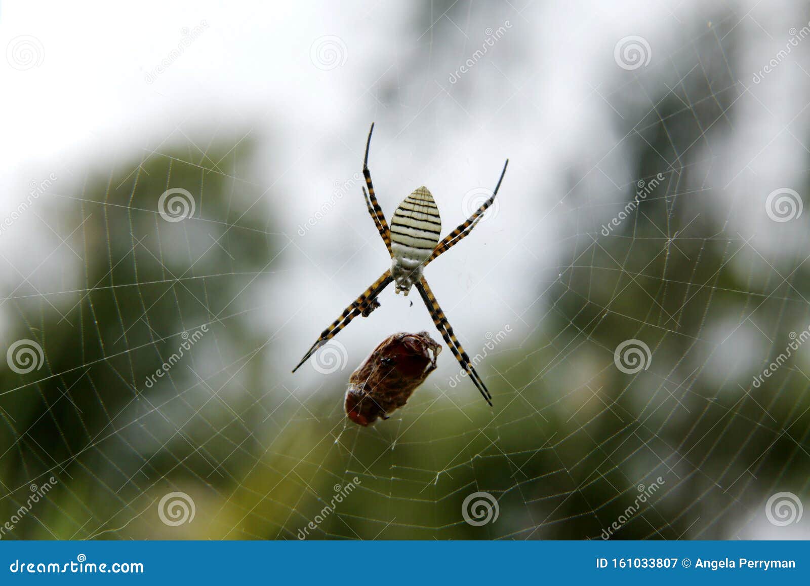 Spider With A Cocoon In A Web Stock Image Image Of South Garden 161033807