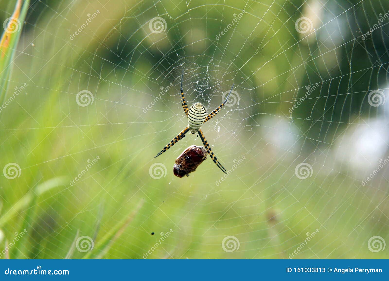 Spider with a Cocoon in a Web Stock Image - Image of spider, green ...