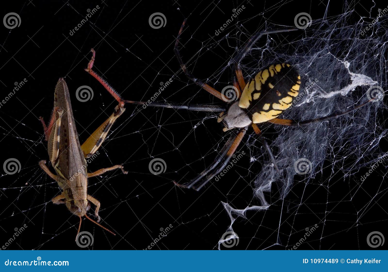 Argiope spider and hopper stock image. Image of nature - 10974489