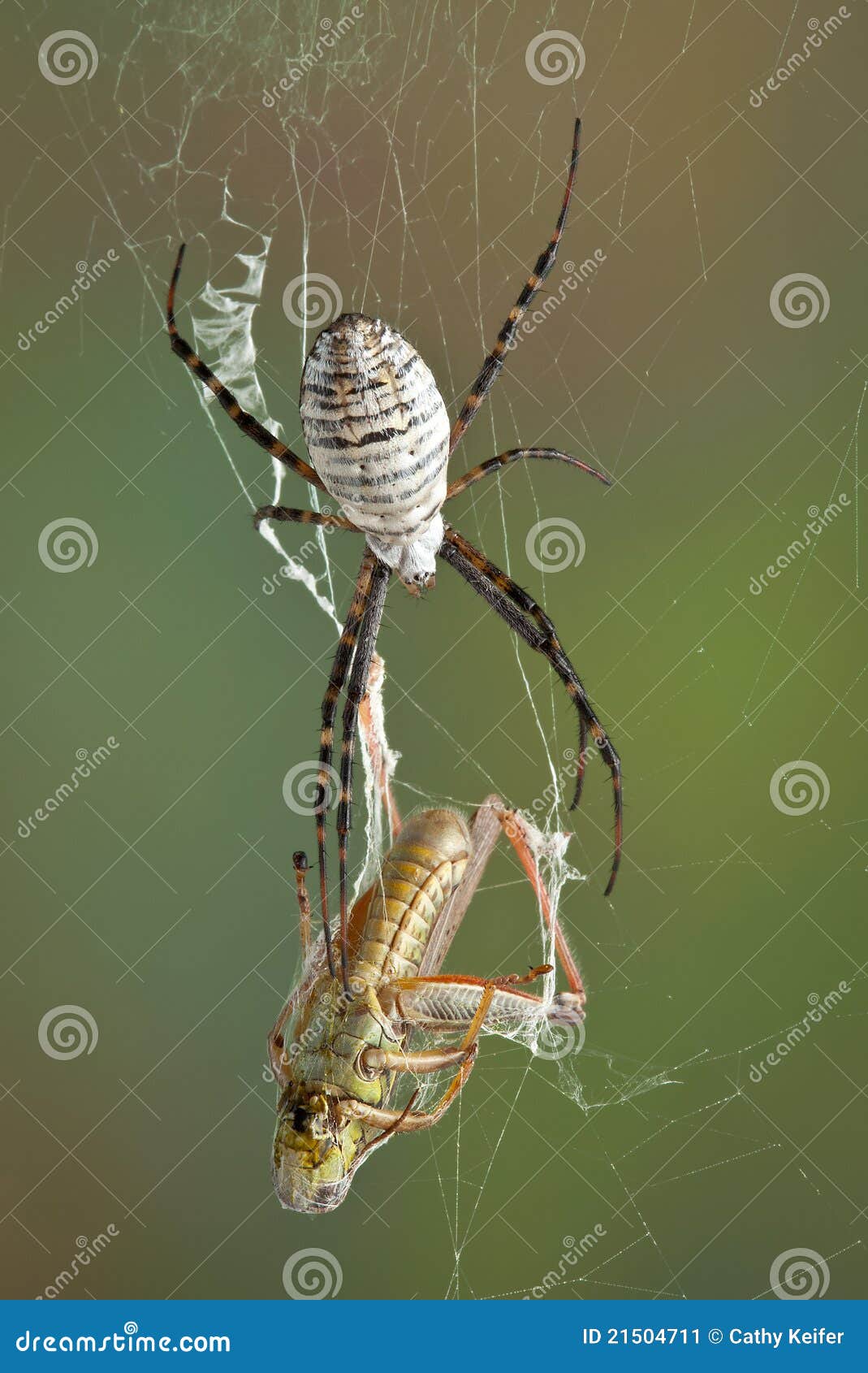Argiope spider with hopper stock image. Image of insect - 21504711