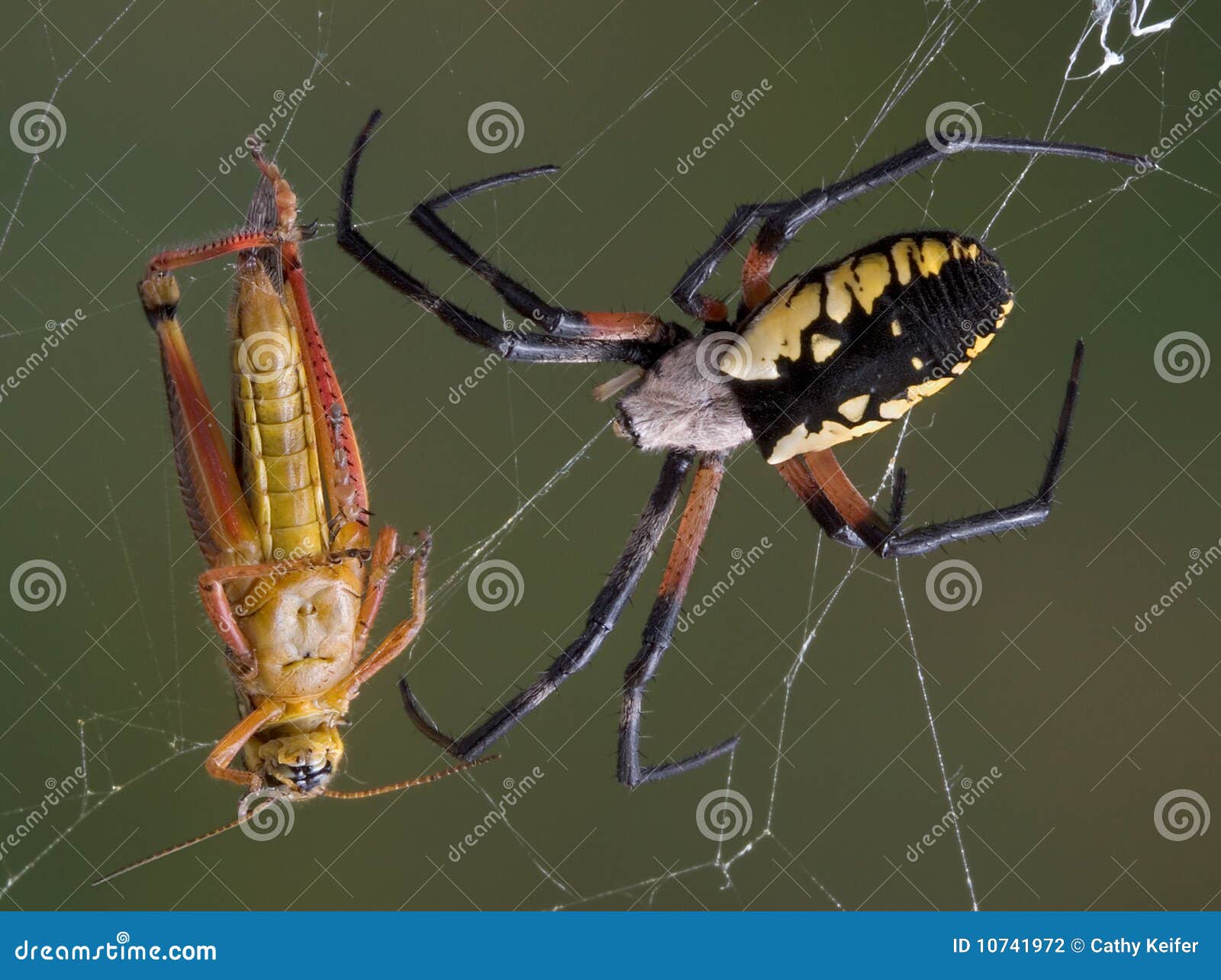 Argiope Spider with Hopper in Web Stock Photo - Image of predator ...
