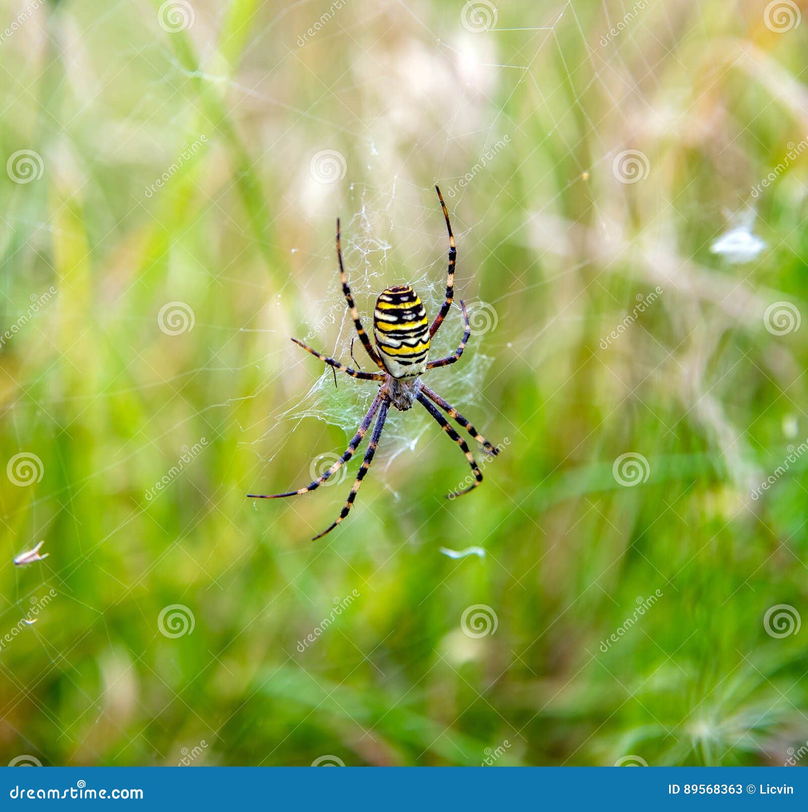 Argiope spider stock image. Image of network, hanging - 89568363