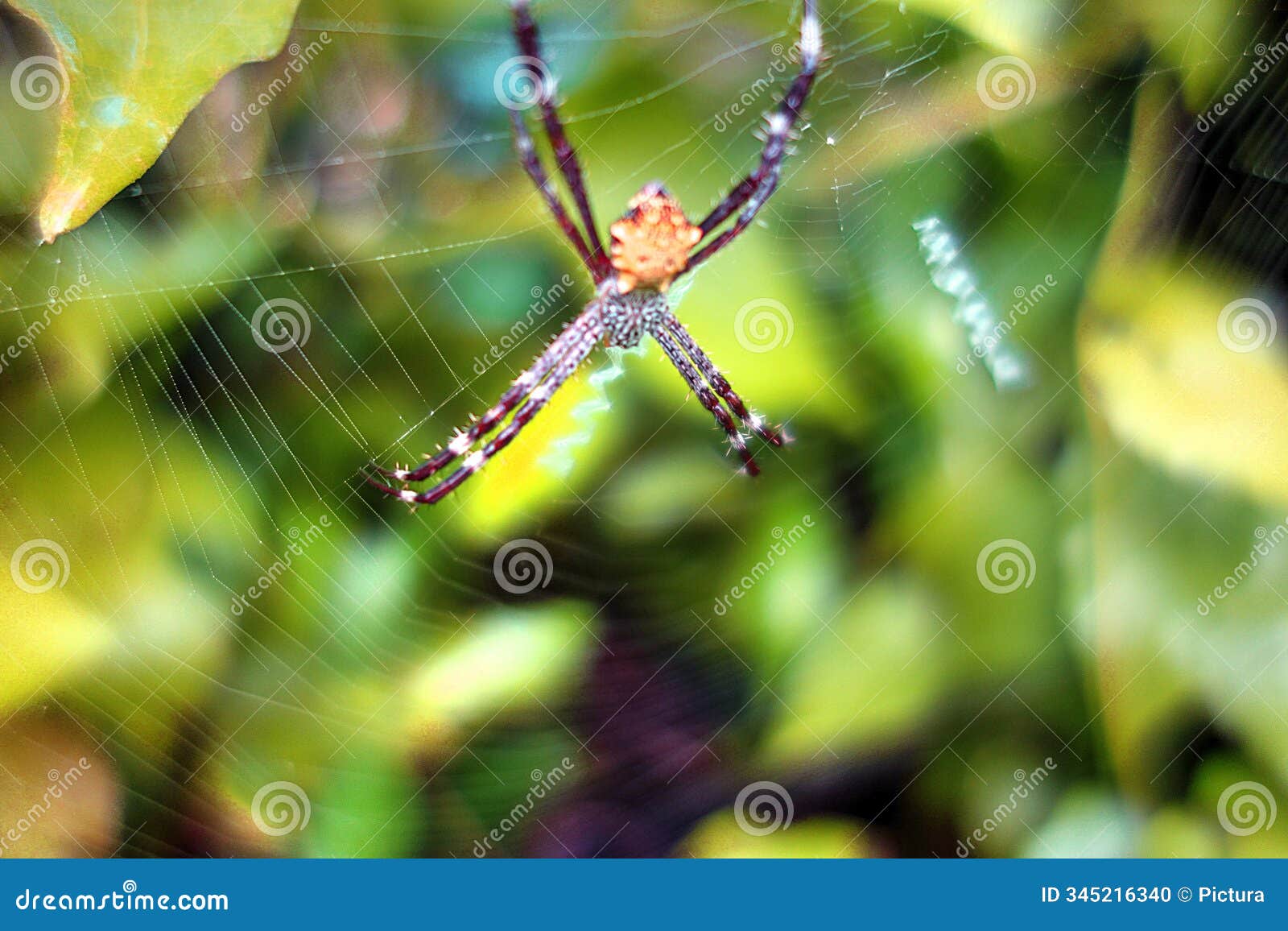 Argiope Spider And Web Royalty-Free Stock Photography | CartoonDealer ...