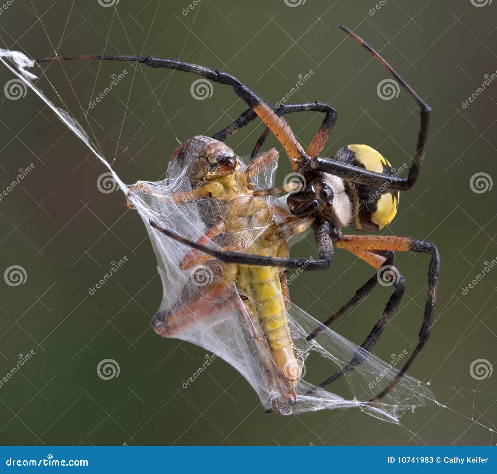 Argiope Spider Wrapping Hopper Stock Image - Image of horizontal ...