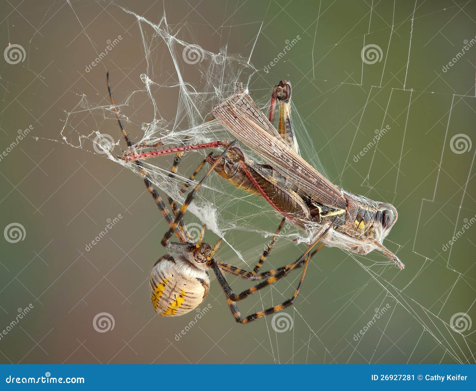 Argiope Spider Wrapping Hopper Stock Image - Image of arthropod, nature ...