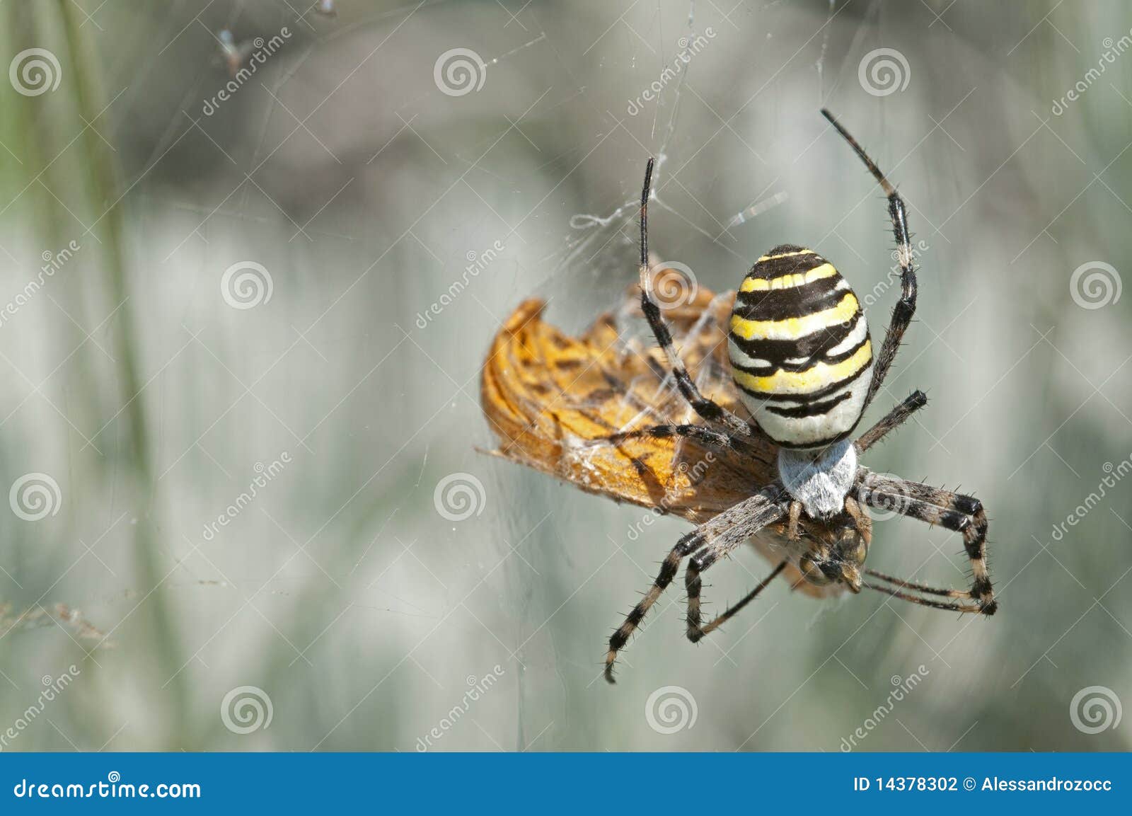 Argo spider stock photo. Image of spider, argo, live - 14378302