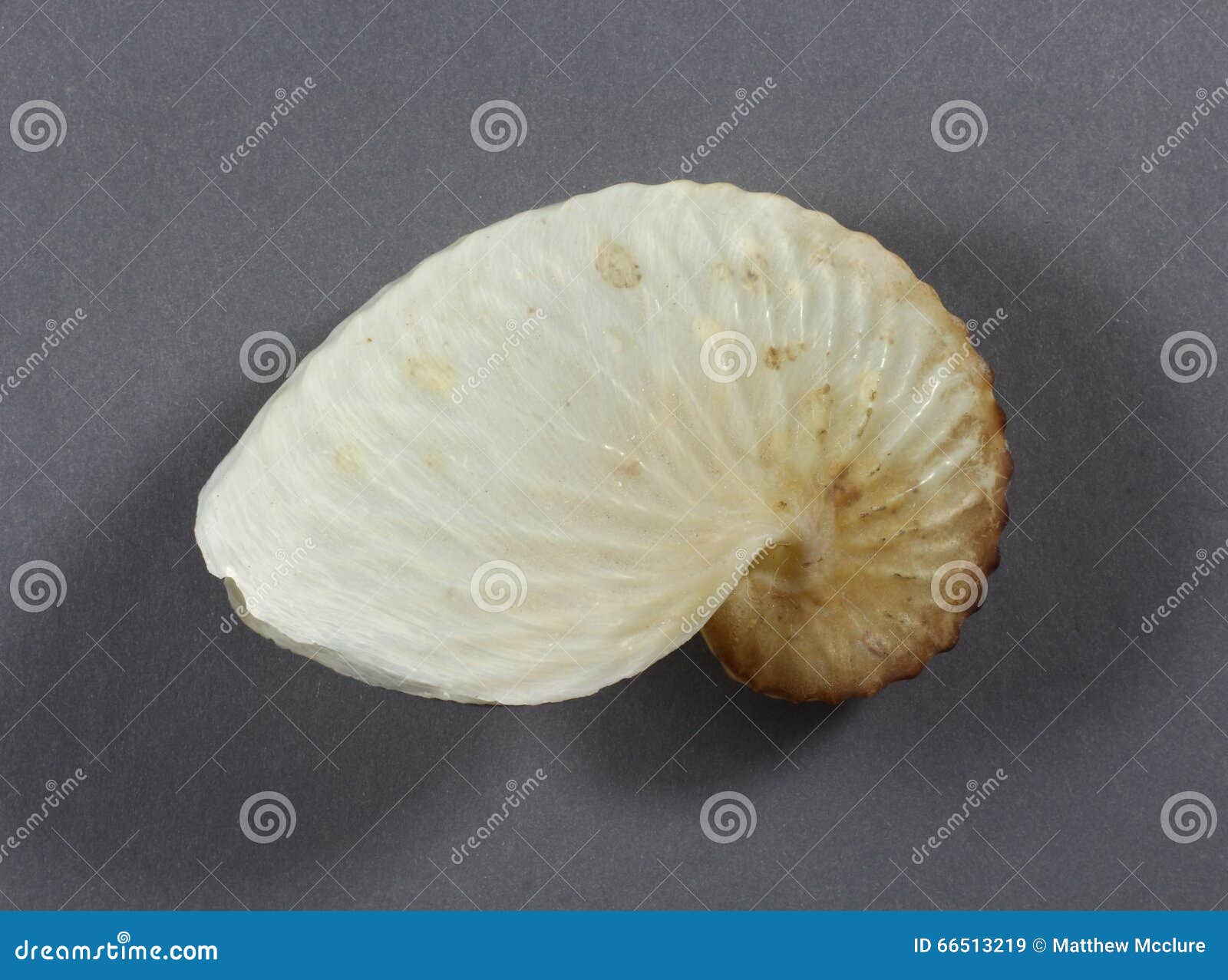 Argonaut stock image. Image of nautilus, paper, cephalopod - 66513219